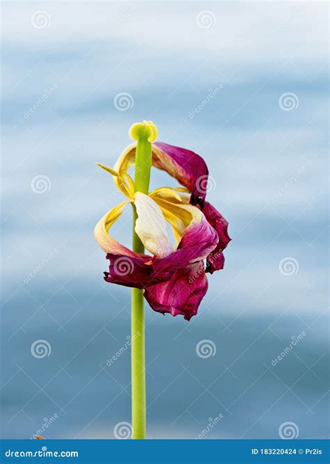 Verwelkte Tulpe Stockfoto Bild Von Rosa Ausfallen 183220424