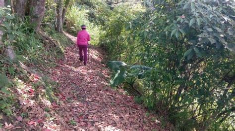 香水檸檬月眉山 健行筆記