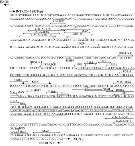Identification Of Putative Transciption Regulating Elements Within