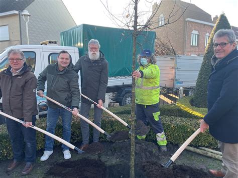 Nieuwpoort Geeft Gratis één Klimaatboom Aan Inwoners Met Een Tuin “we