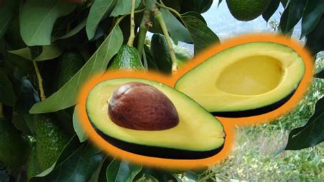 Exportaciones Perú Palta Superó Los 217 Millones De Dólares En El