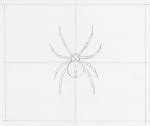 Learn How To Draw A Spider On A Spiderweb In Steps