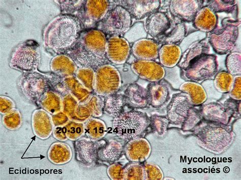 Micromycète Rouille Uromyces Erythronii B Clesse Mycologues
