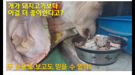 진돗개가 고기보다 좋아하는 이 음식의 정체는 과연 Youtube