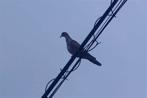 鹿児島の自然と食