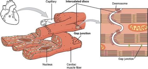 What Is The Difference Between Striated Non Striated And Cardiac