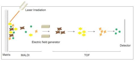 Schematic Of MALDI TOF MS Mass Spectrometry Macromolecules Electric
