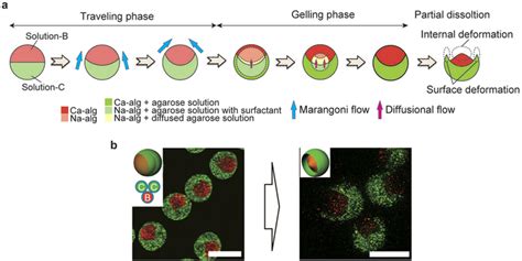 The Synthesis Of 3d Mc Complex Shaped Microparticles Based On The