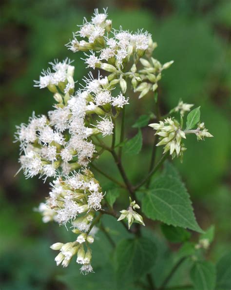White Snakeroot Identify That Plant