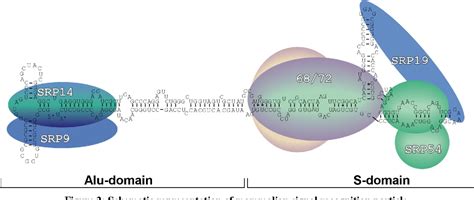 Figure 2 From Mammalian Signal Recognition Particle Involvement Of Both Protein And Rna