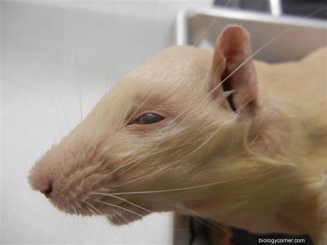 Rat Dissection 02