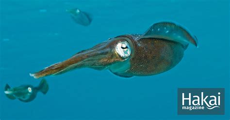 Sneaky Arrow Squid Prevent Females From Using Other Males Sperm Hakai Magazine
