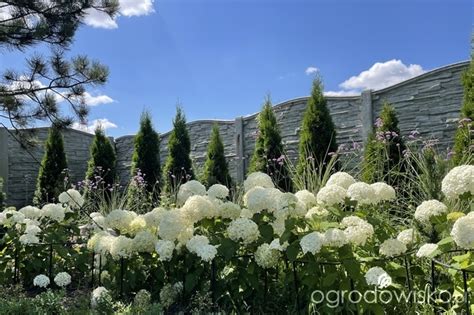 Spełnione marzenia strona 57 Forum ogrodnicze Ogrodowisko