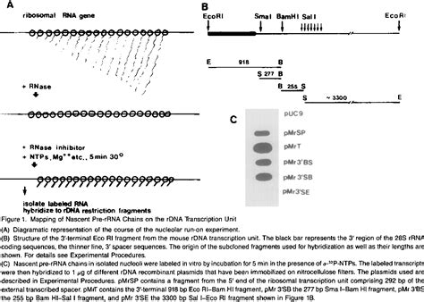 Figure 1 From Transcription Of Mouse Rdna Terminates Downstream Of The