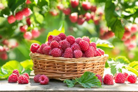 Growing Raspberry Plants In Your Backyard A Complete Guide 🌿🍇 Ty Ty