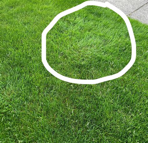 Odd Looking Grass Rlawncare