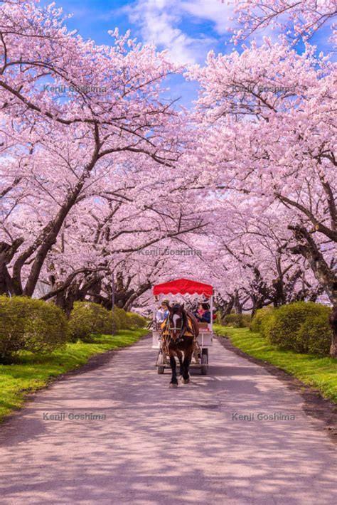 「北上市立公園 展勝地」日本のさくら名所100選、みちのく三大桜名所で1万本の桜が咲き乱れる ピクスポット 絶景・風景写真・撮影