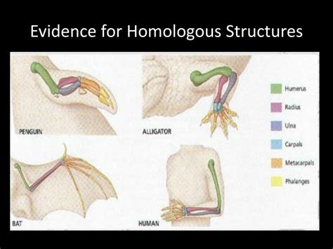 Ppt Homologous Structures Powerpoint Presentation Free Download Id