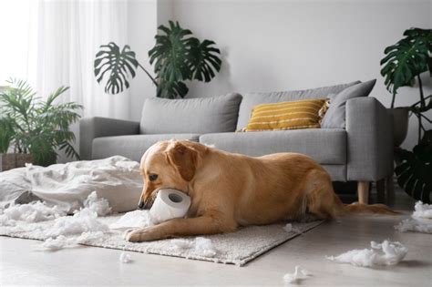 Ansiedade por separação como ensinar seu cão a ficar sozinho em casa HZ A Gazeta