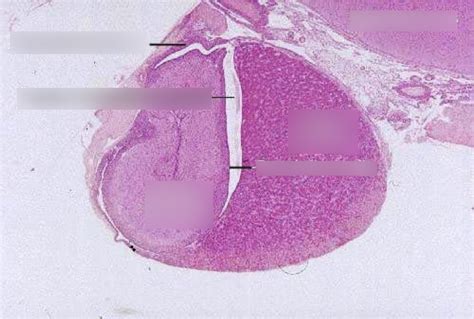 Histology Diagram Quizlet