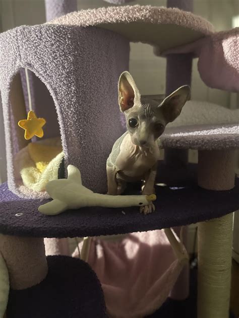 Lumpy Space Prince R Sphynx