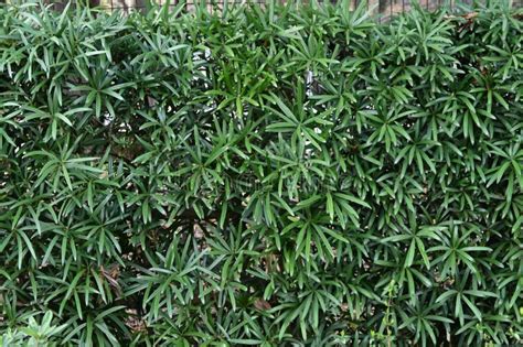 A Hedge Of A Buddhist Pine Podocarpus Macrophyllus Tree Stock Image Image Of Decorative