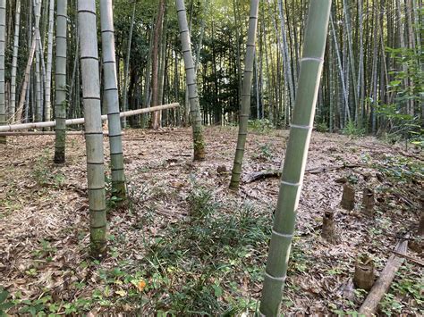 K NR174東大寺山古墳
