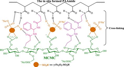 Proposed Chemical And Hydrogen Bonding Between Hydrogel Components