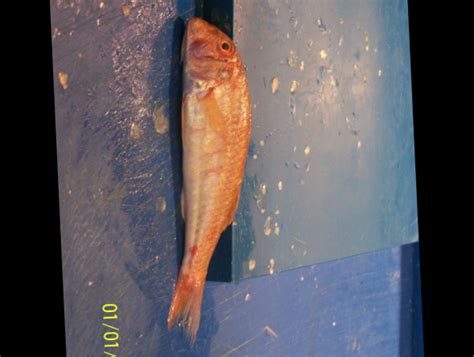 Fish Detection Object Detection Dataset And Pre Trained Model By Research