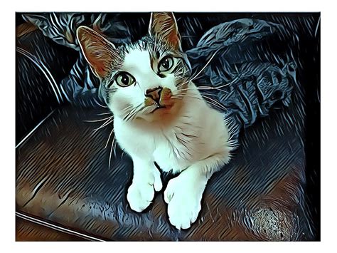 Polly Six Toes Photograph By John Cohoon Pixels