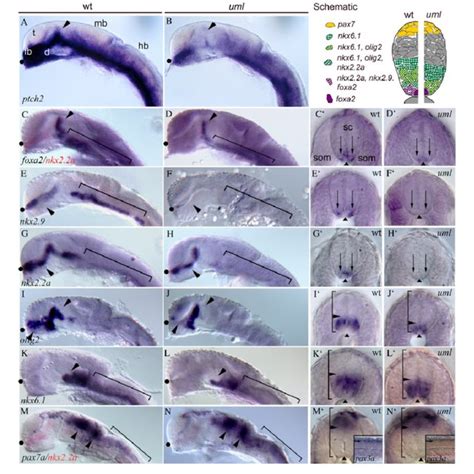 Boc Mrna Injections Rescue Hh Signaling Defects In Uml Mutants And
