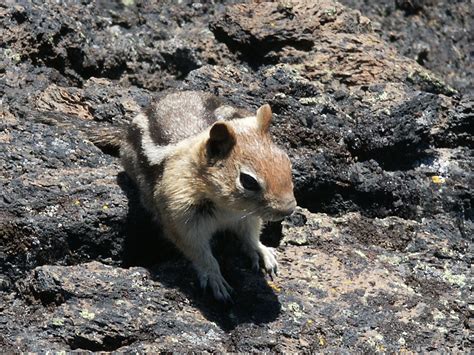 Free Images Nature Animal Cute Wildlife Zoo Brown Mammal