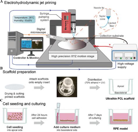 Electrohydrodynamic Jet Printed Ultrathin Polycaprolactone Scaffolds Mimicking Bruchs Membrane