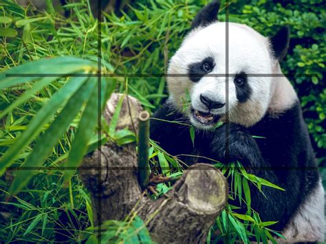 La Règle Des Tiers En Photographie Le Guide Complet