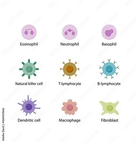 cells of the innate and adaptive immune system hematopoiesis cell type scheme stem cell b and