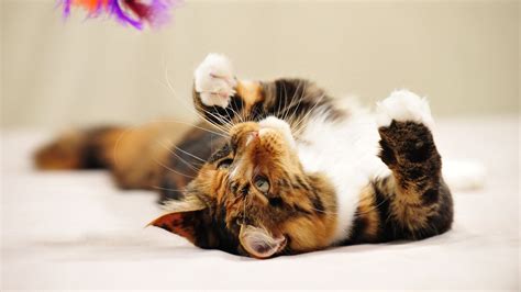 Calico Kitten Wallpapers Wallpaper Cave