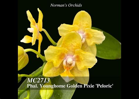 Phal Younghome Golden Pixie Peloric Sin Yuam Golden Beauty X Yushan Green Pixie