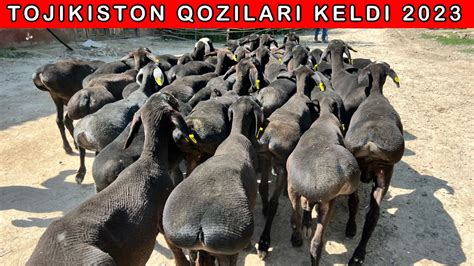 ARZON VA ISHONARLI QOZILAR KELDI 93 491 81 81 93 670 25 66 YouTube
