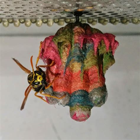 Rainbow Wasp Nest The Biologist Apprentice