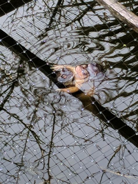 Has Anyone Else Been Hosting An Amphibious Sex Party I Ve Been