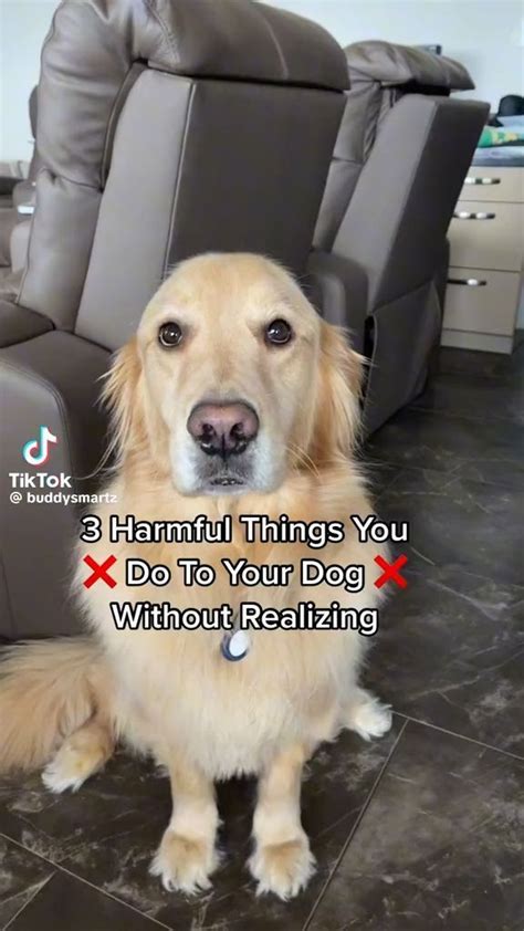 3 Harmful Things You Do To Your Dog Without Realizing Video Cute