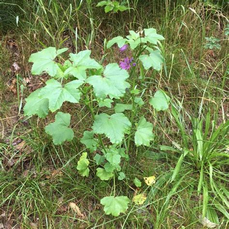 Malva Sylvestris Picturethis