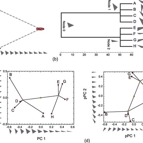 A Comparison Of Standard PCA And Phylogenetic PCA Using Simulated