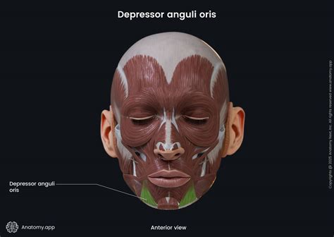 Depressor Anguli Oris Anterior View Anatomyapp