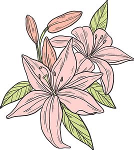 Pink Lilies Free Vector Clipart Images On Creazilla