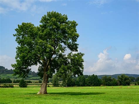 Ash Tree Guide All 12 Species Colors Types 46 Off