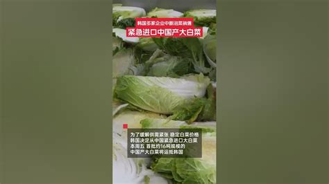 近期韓國大白菜價格漲勢明顯，零售均價同比上漲約五成。由于供應緊張，近期韓國多家知名食品企業中斷部分泡菜銷售。為了緩解供需緊張、穩定白菜價格