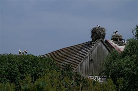 Bocian Bocianie Gniazdo Bociania Darmowe Zdjęcie Na Pixabay Pixabay