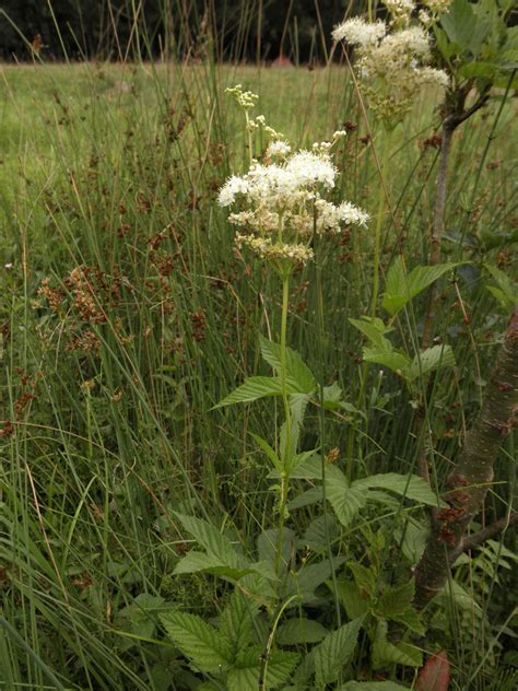 Filipendula Ulmaria Rosaceae Image At PhytoImages Siu Edu