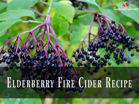 Elderberry Fire Cider Recipe Seeds And Sustenance